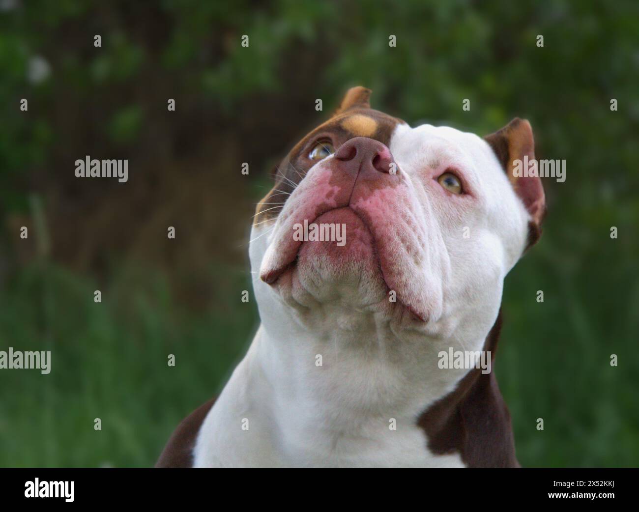 American Bully female Stock Photo - Alamy