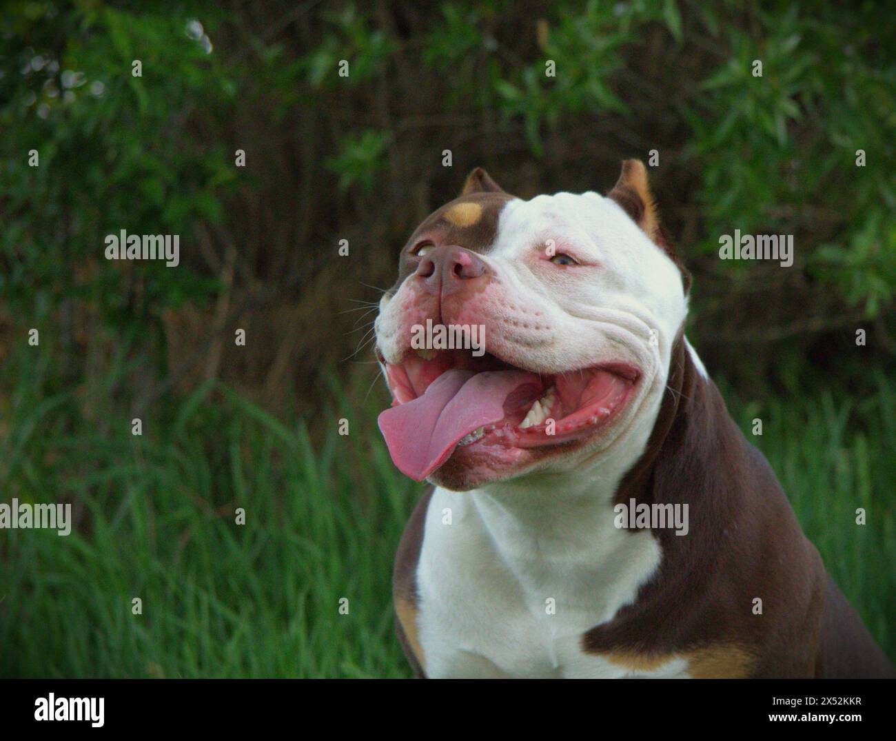 American Bully female Stock Photo - Alamy