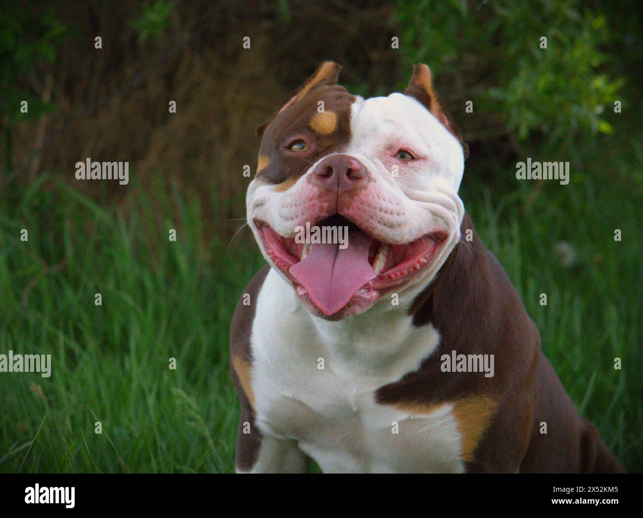 American Bully female Stock Photo - Alamy
