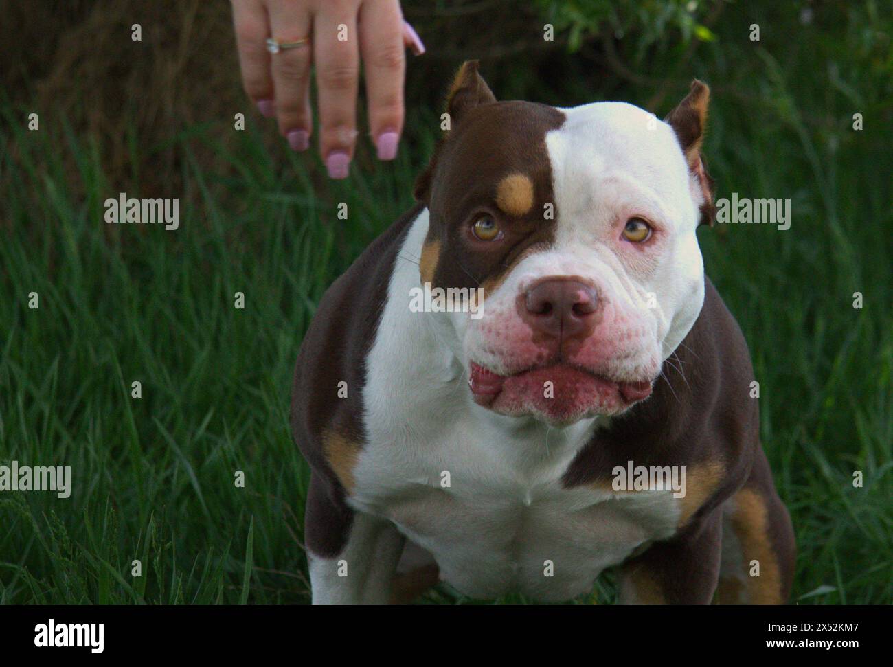 American Bully female Stock Photo - Alamy