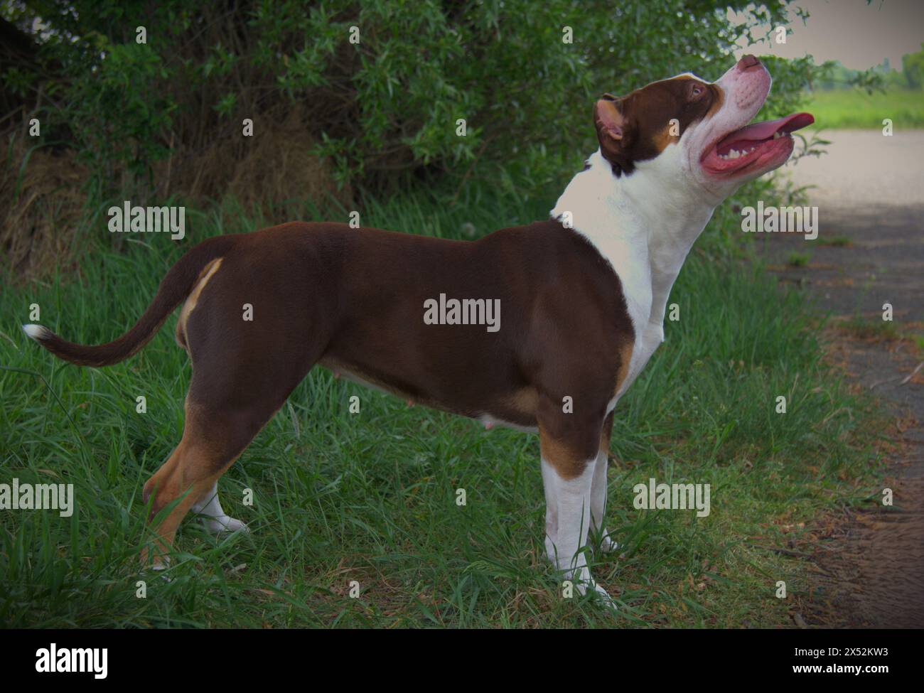 American Bully female Stock Photo - Alamy