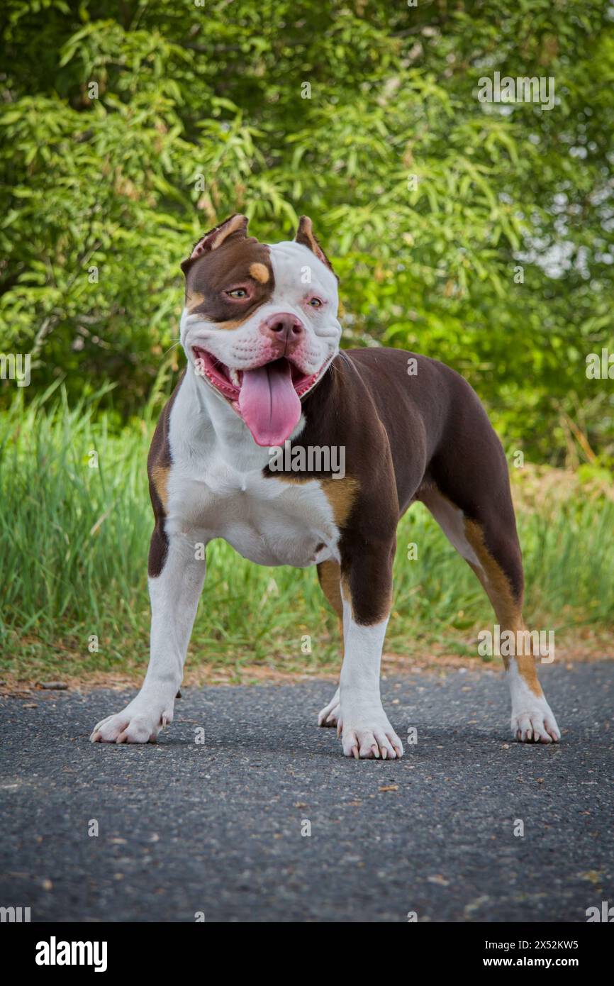 American Bully female Stock Photo - Alamy