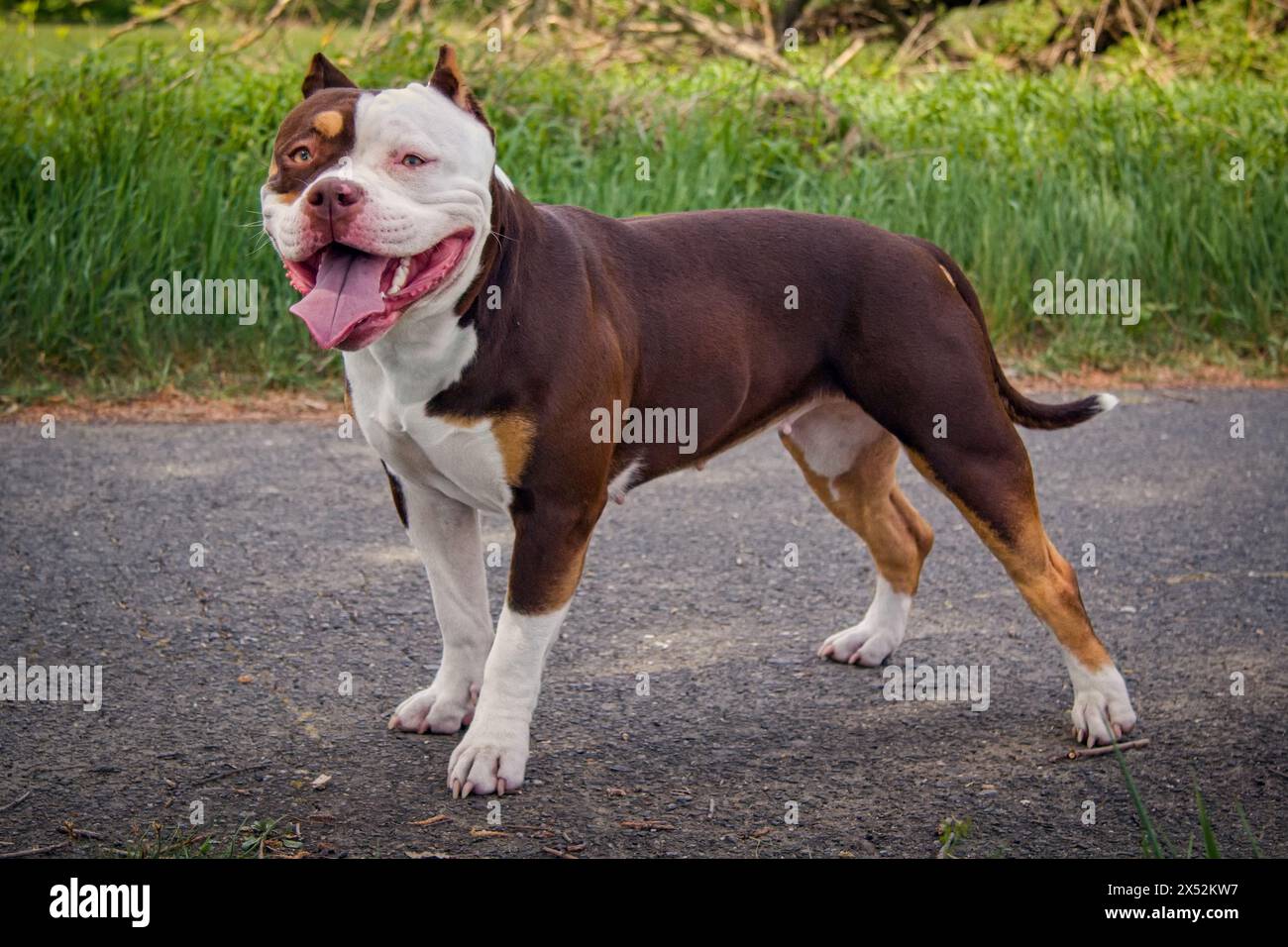 American Bully female Stock Photo - Alamy