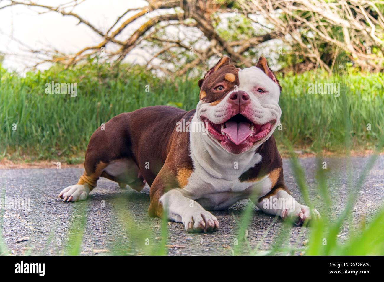 American Bully female Stock Photo - Alamy