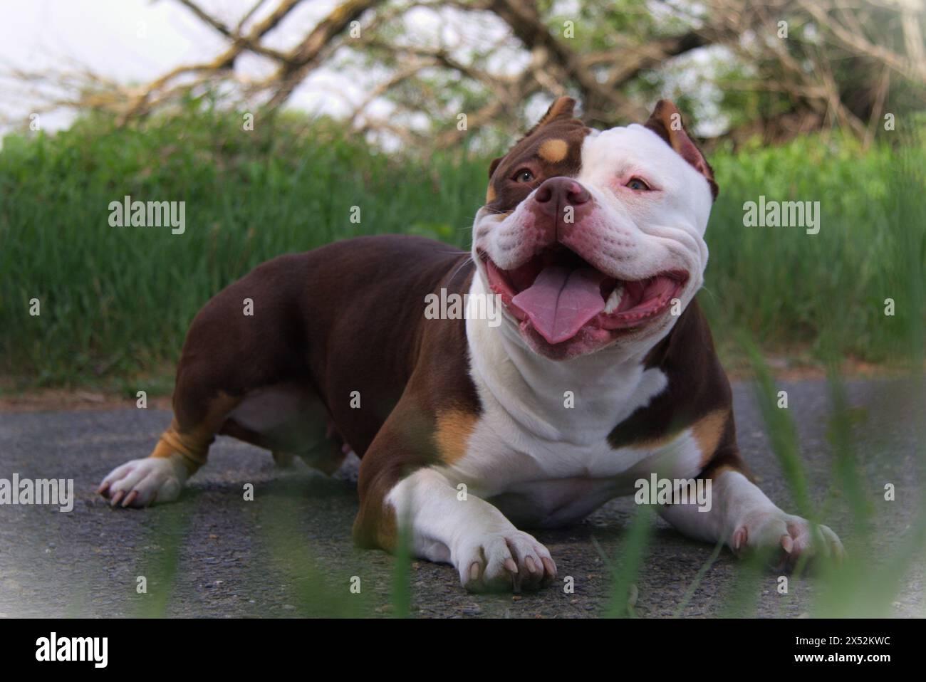 American Bully female Stock Photo - Alamy