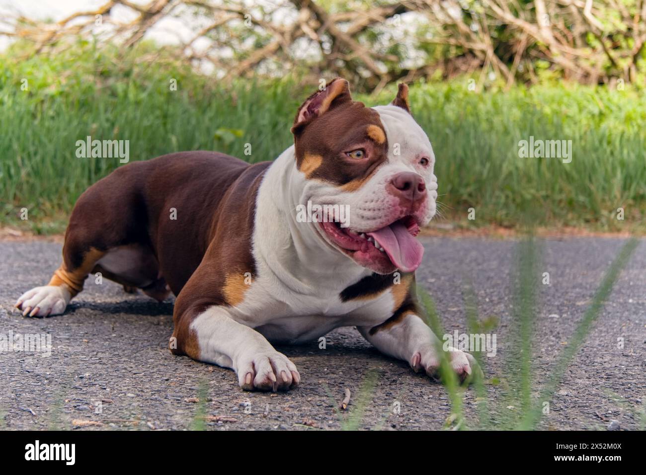 American Bully female Stock Photo - Alamy