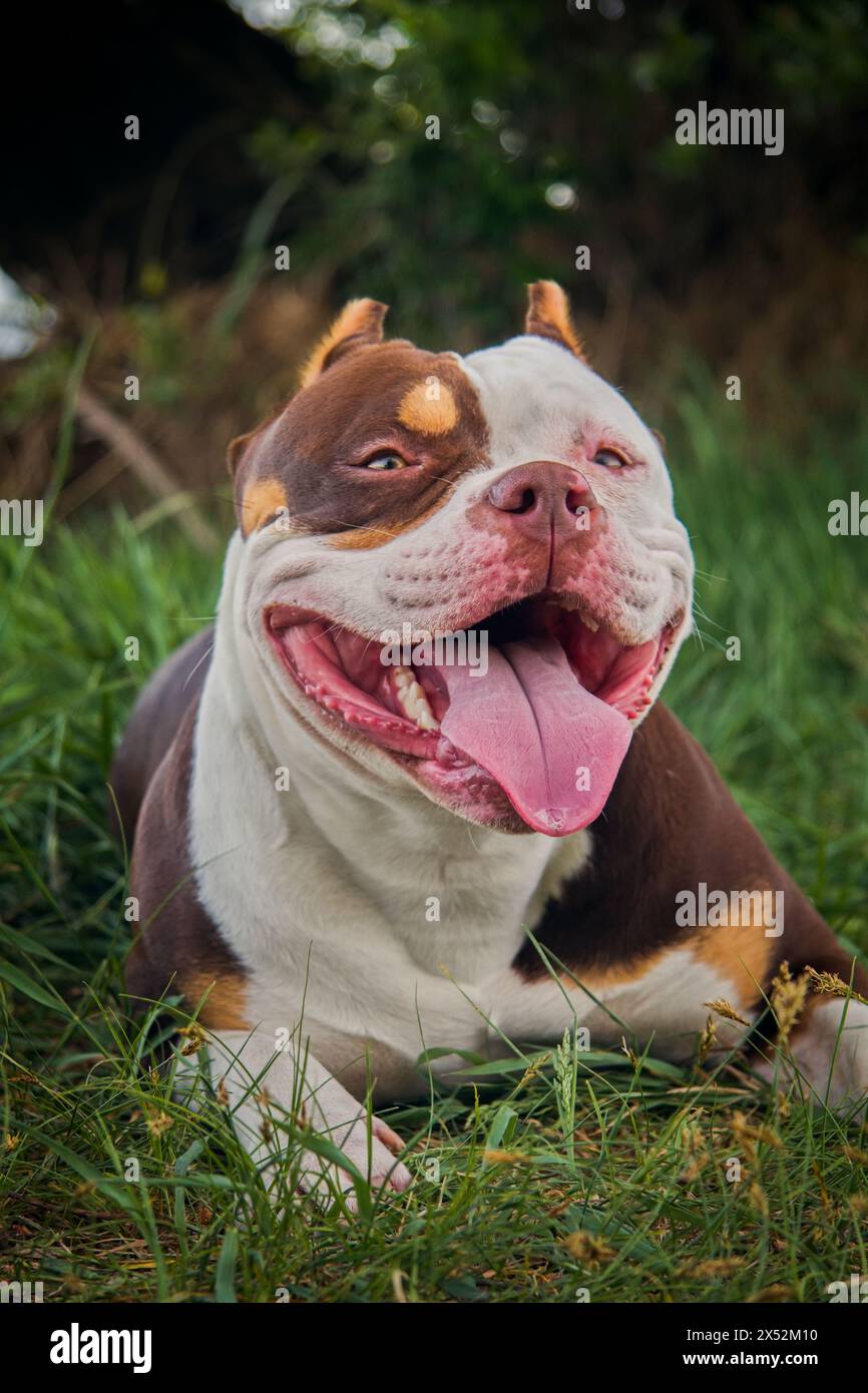 American Bully female Stock Photo - Alamy