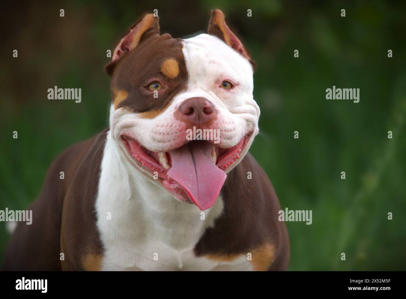 American Bully female Stock Photo - Alamy