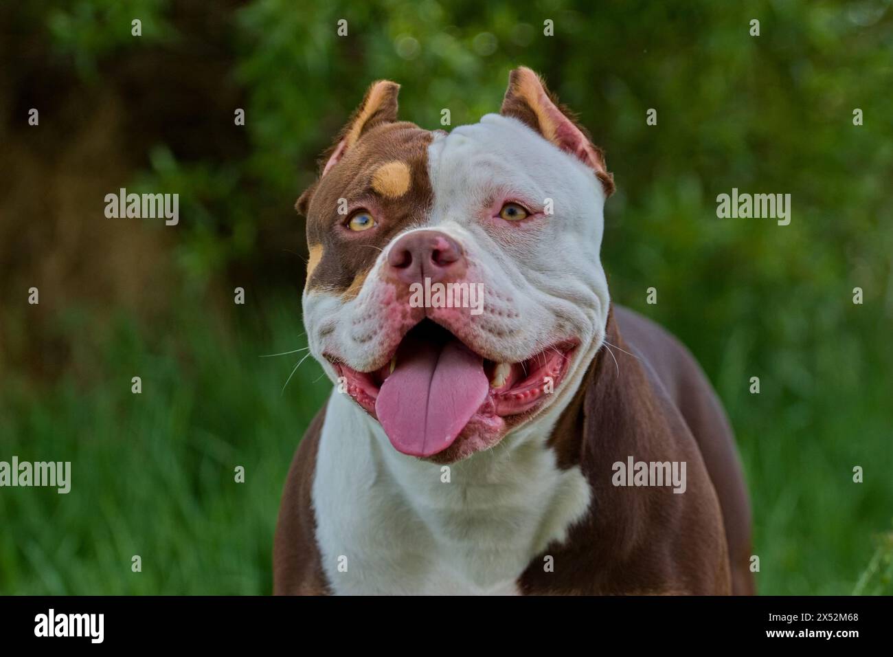 American Bully female Stock Photo - Alamy