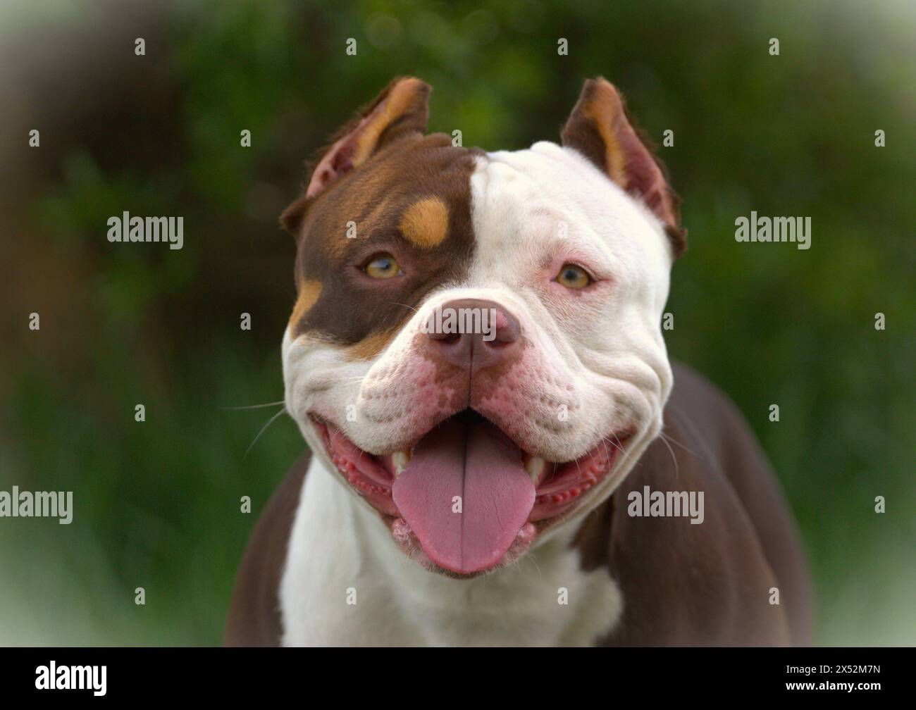 American Bully female Stock Photo - Alamy
