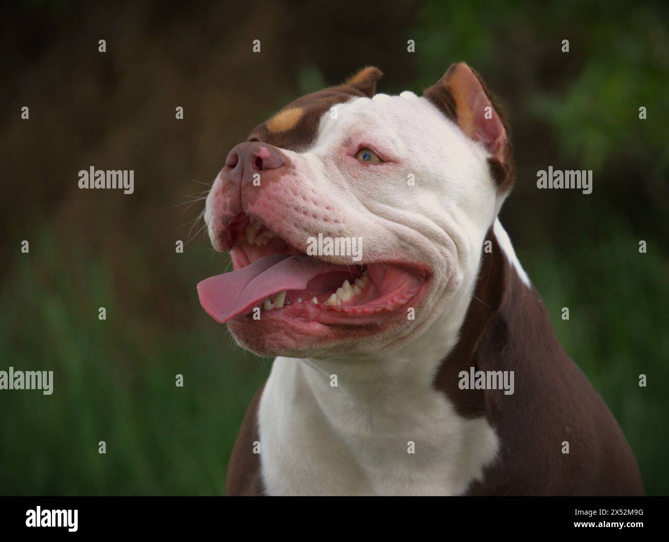 American Bully female Stock Photo - Alamy