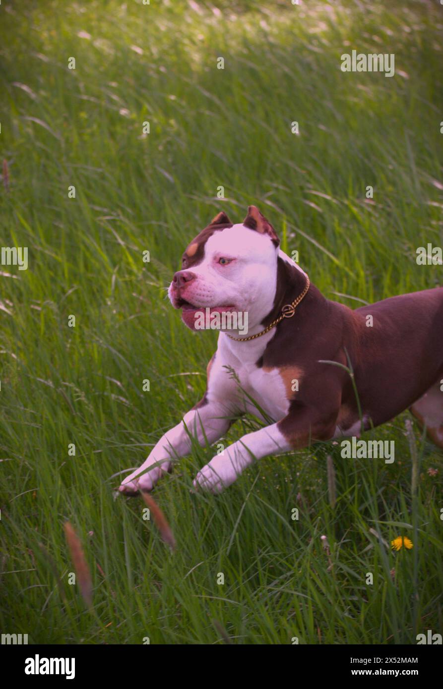 American Bully female Stock Photo - Alamy