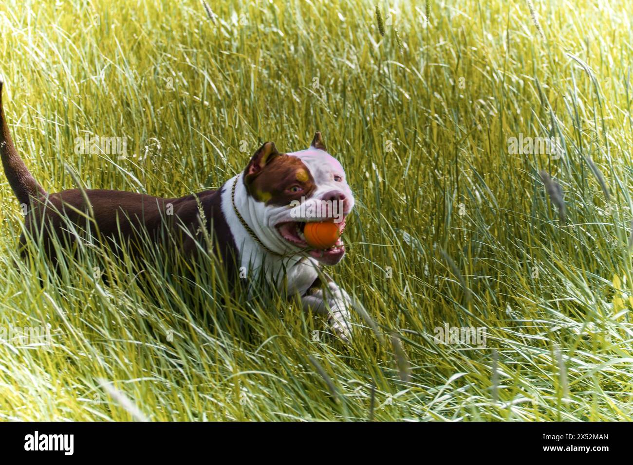 American Bully female Stock Photo - Alamy