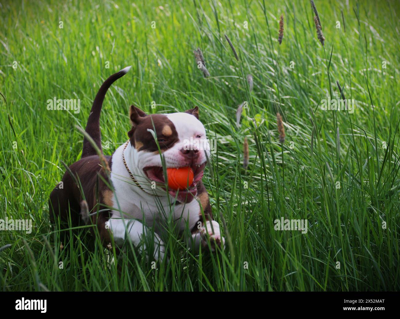 American Bully female Stock Photo - Alamy