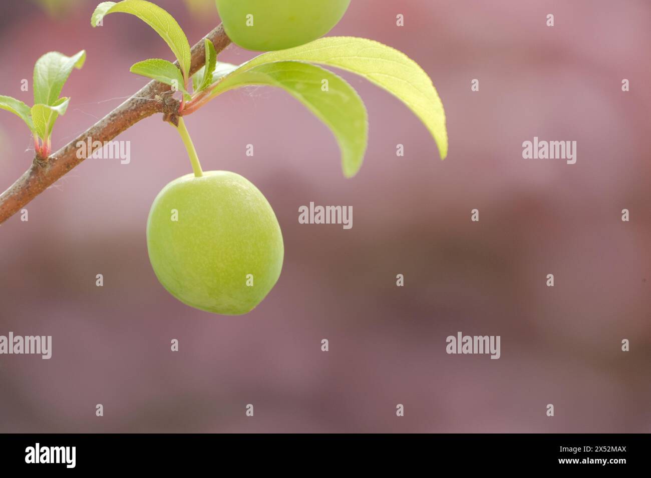 Growing peaches ripening green peaches hi-res stock photography and ...