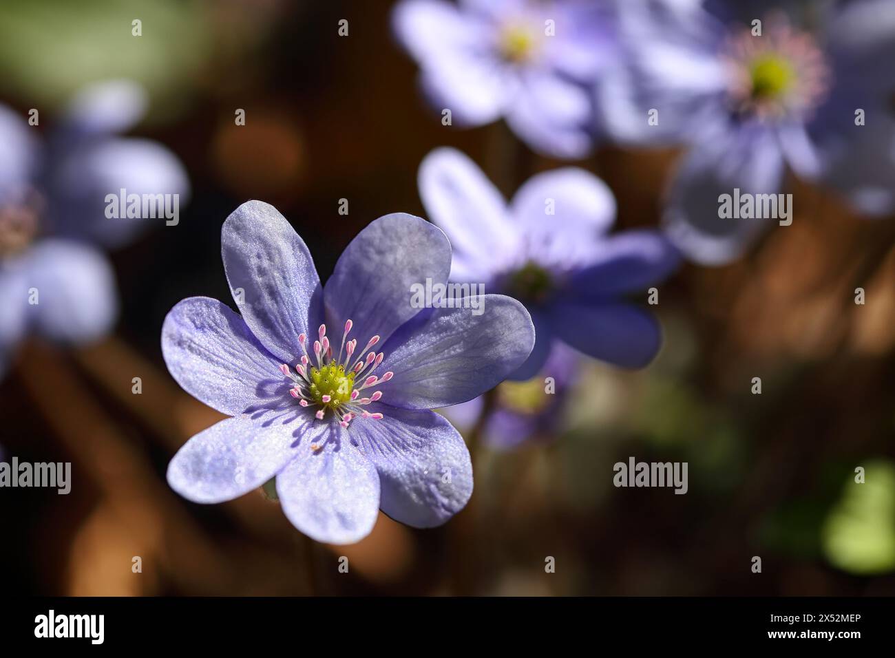 Amazing round-lobed hepatica flower macro shoot. Shallow depth of field ...