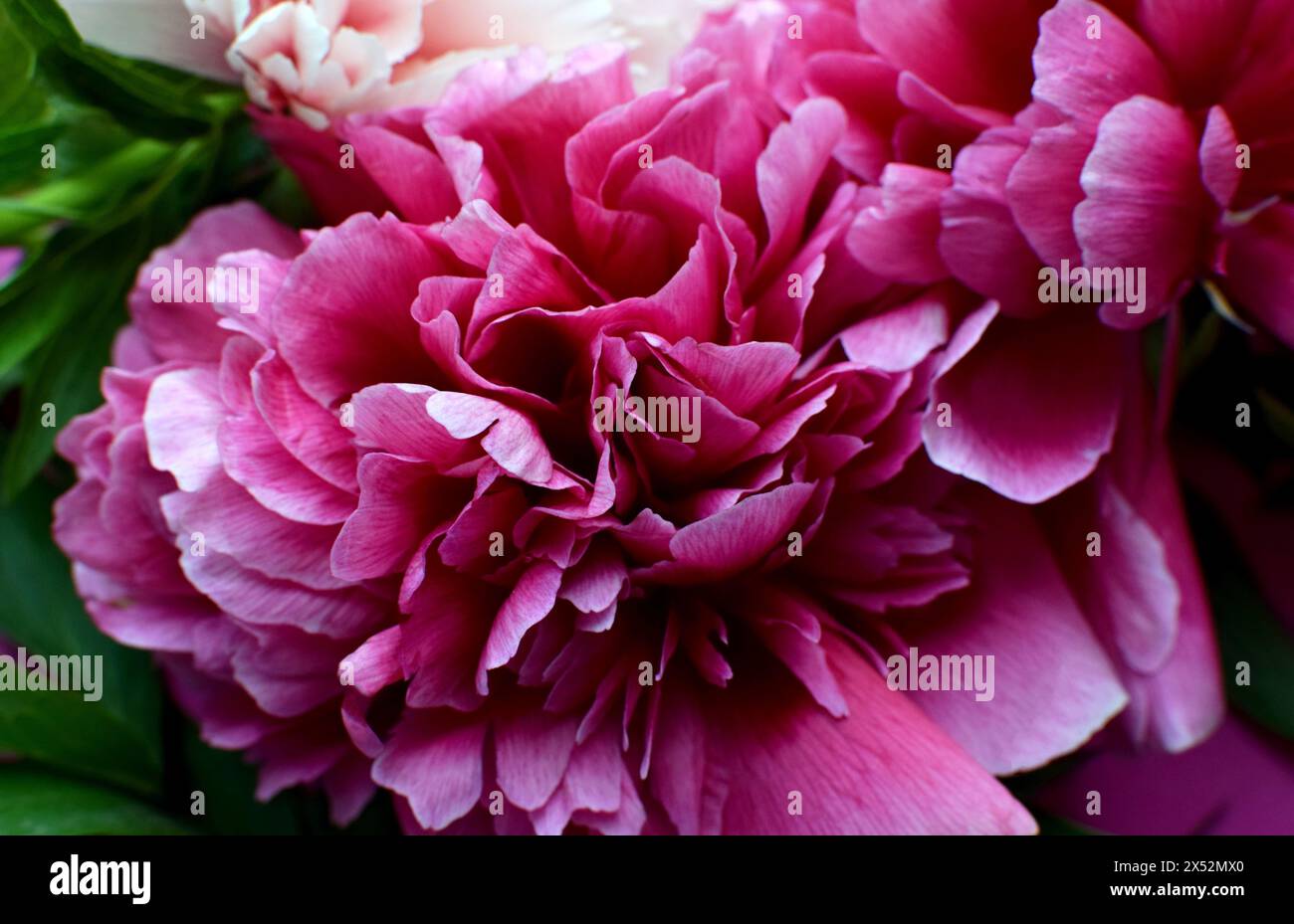 Beautiful floral background peonies hi-res stock photography and images ...