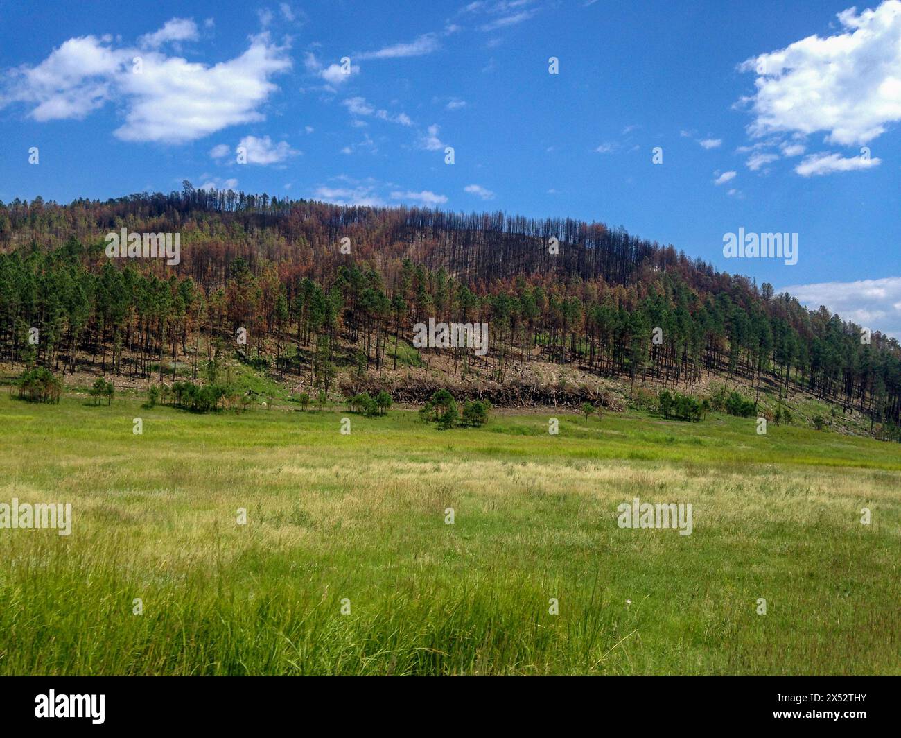 Forest hills in Yellowstone healing from wildfires Stock Photo - Alamy