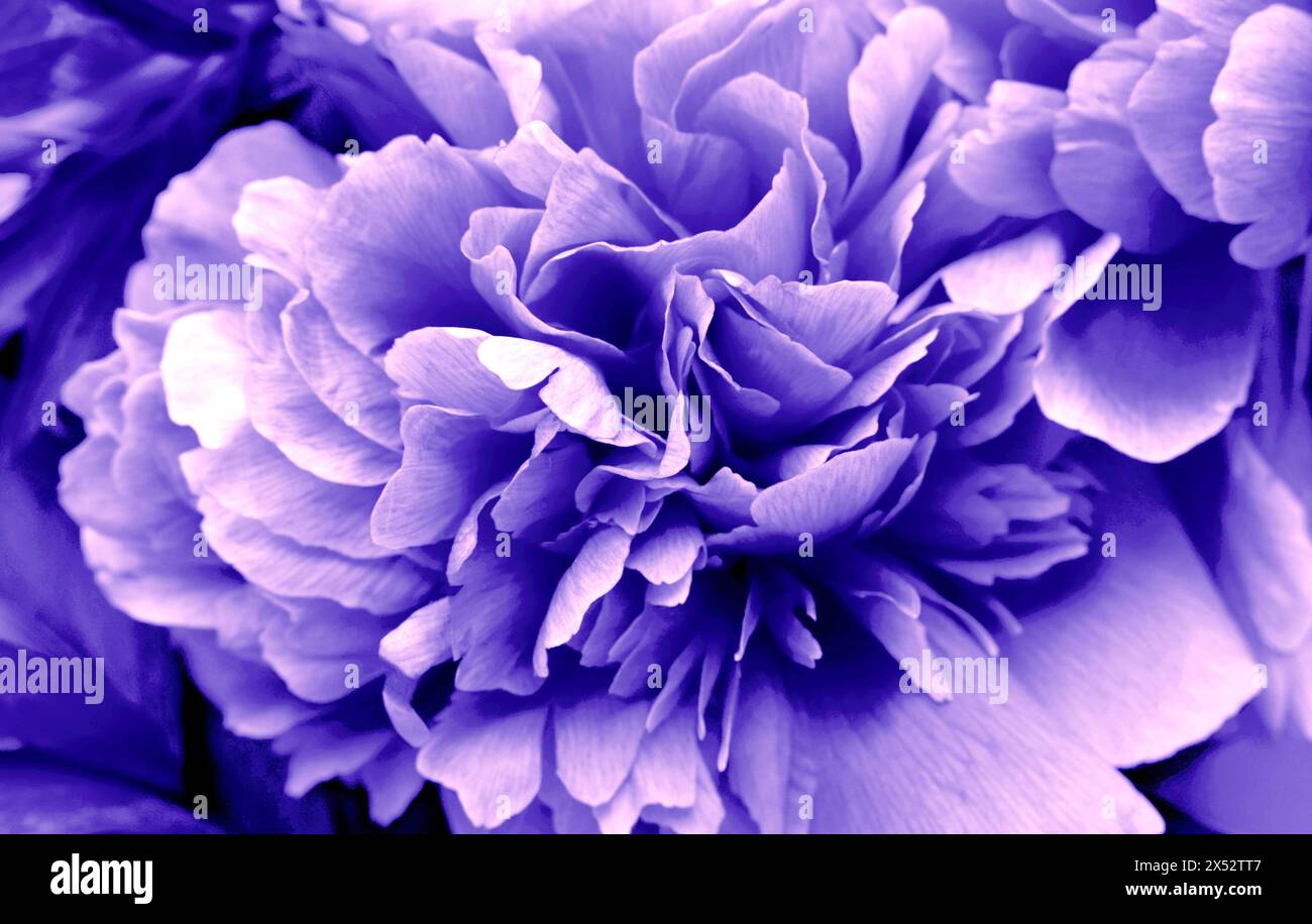 Beautiful floral background peonies hi-res stock photography and images ...