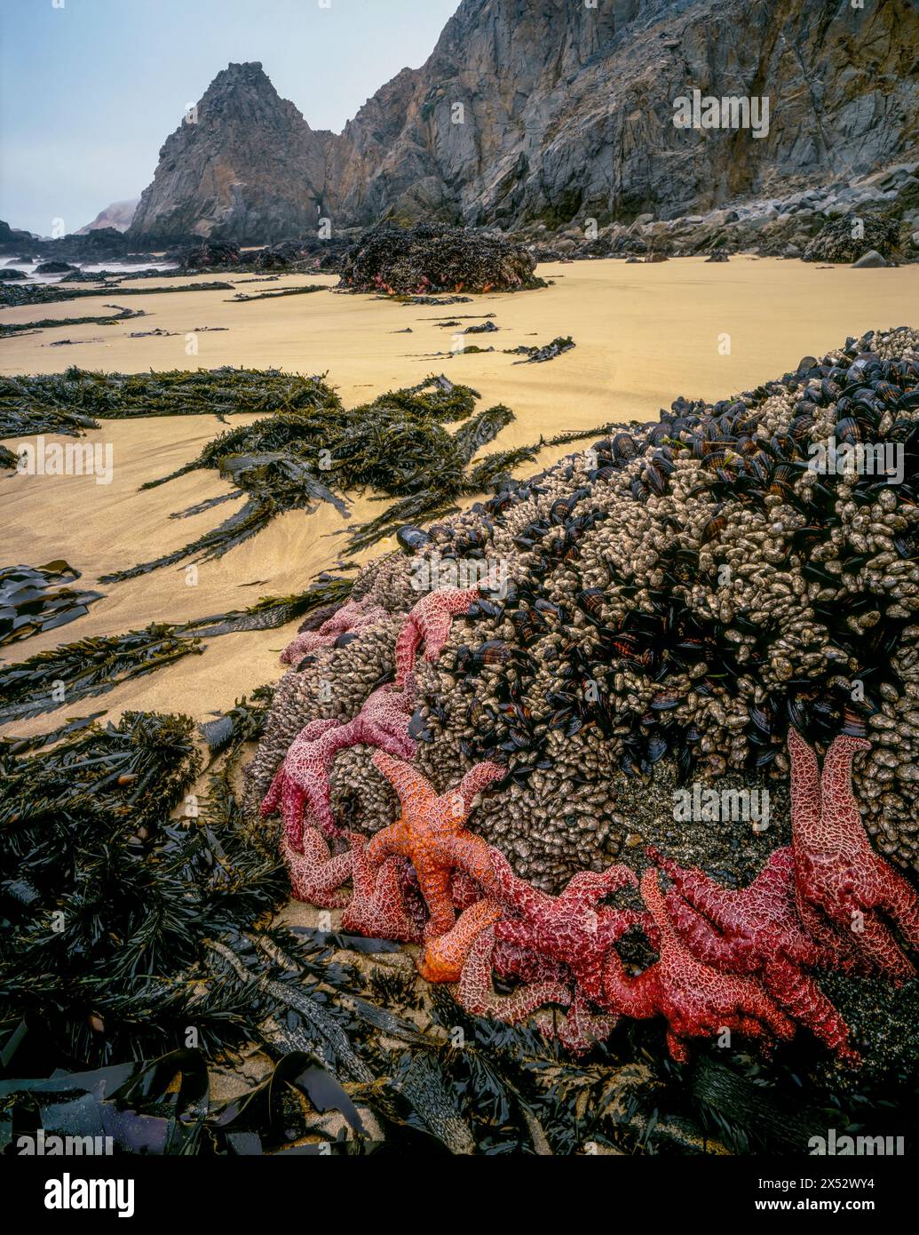 Tidepool, Seastars, Mussels, Kehoe Beach, Burton Wilderness, Point ...