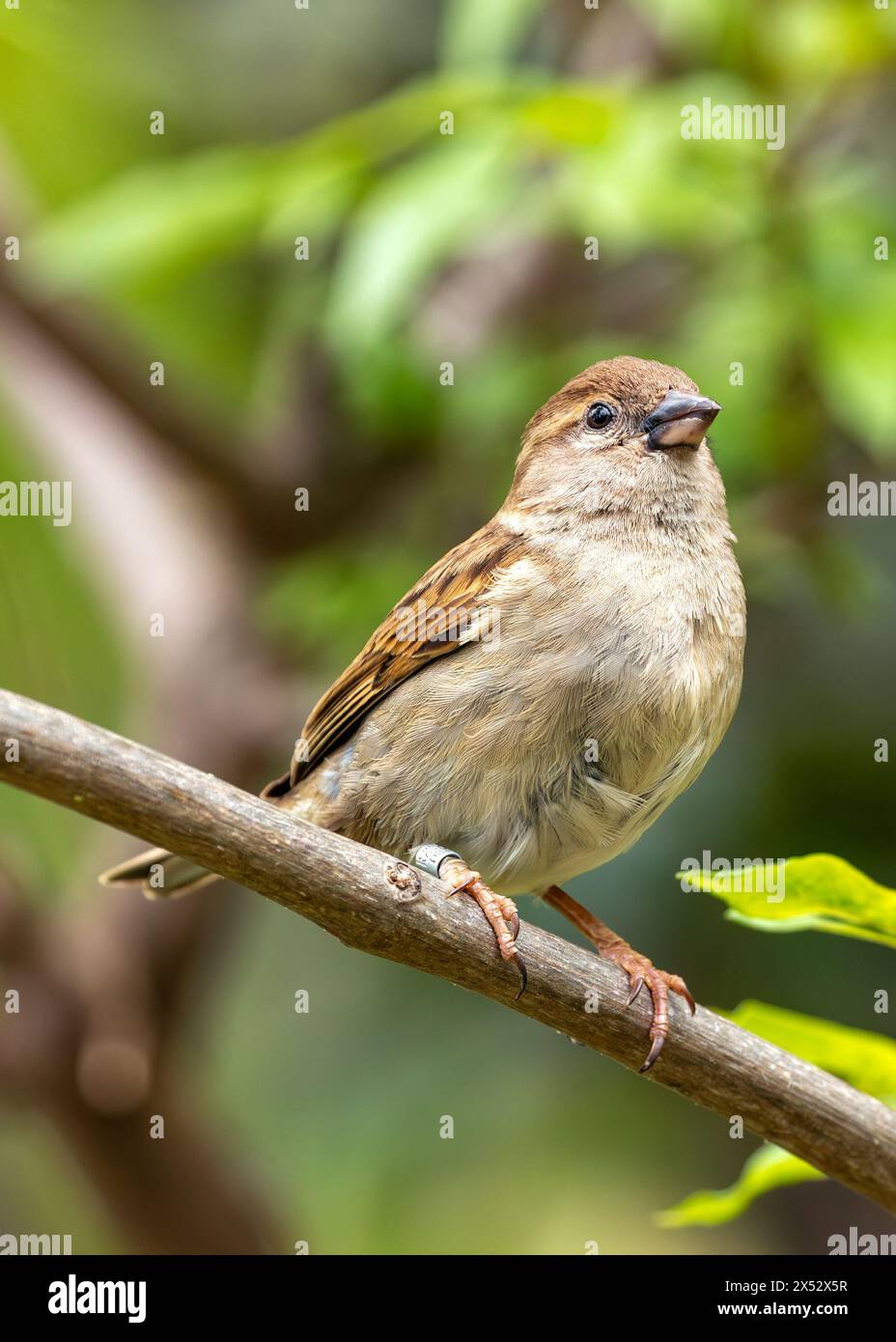 Brown sparrow with streaked back & pale buff chest. Thrives in Dublin's ...