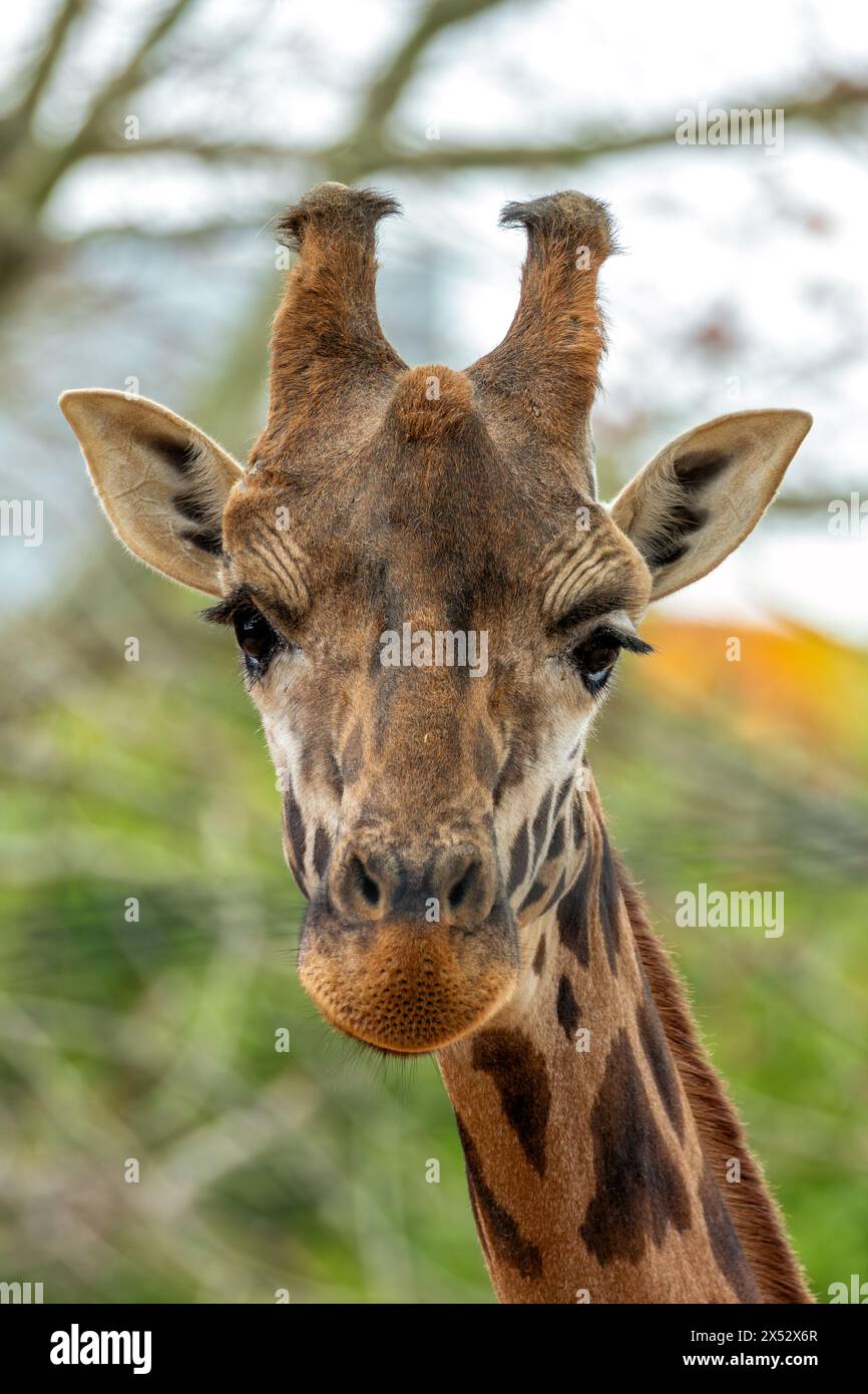 The tallest land animal, giraffes browse on leaves in African savannas ...