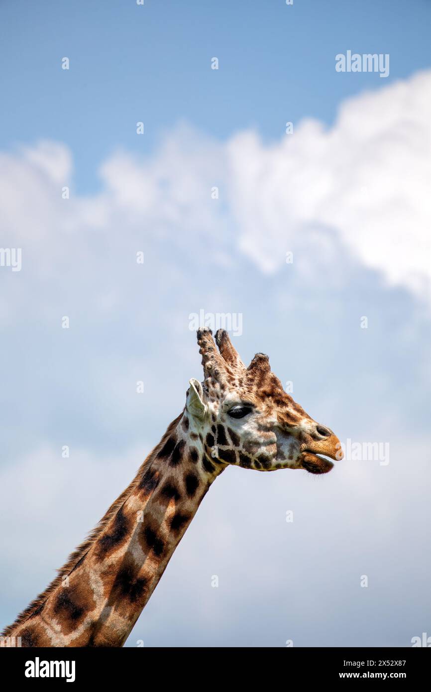 The tallest land animal, giraffes browse on leaves in African savannas ...