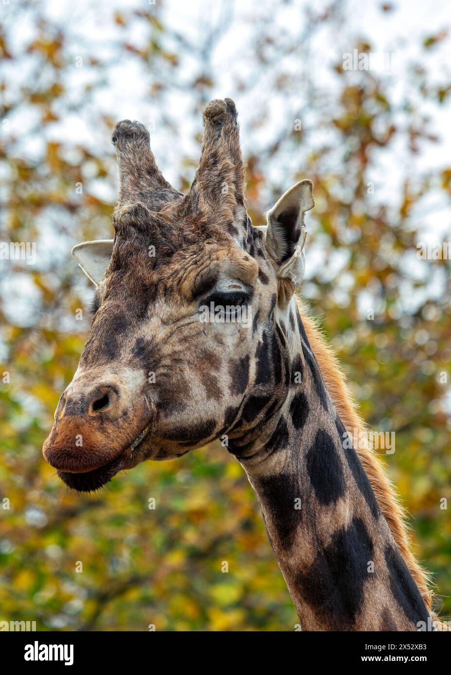 The tallest land animal, giraffes browse on leaves in African savannas ...