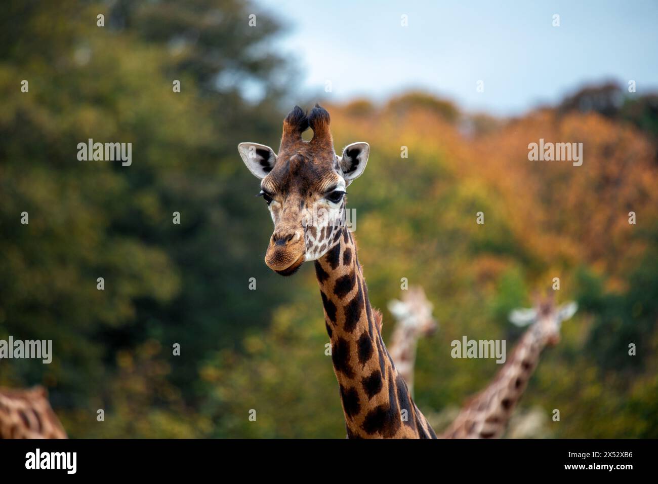 The tallest land animal, giraffes browse on leaves in African savannas ...