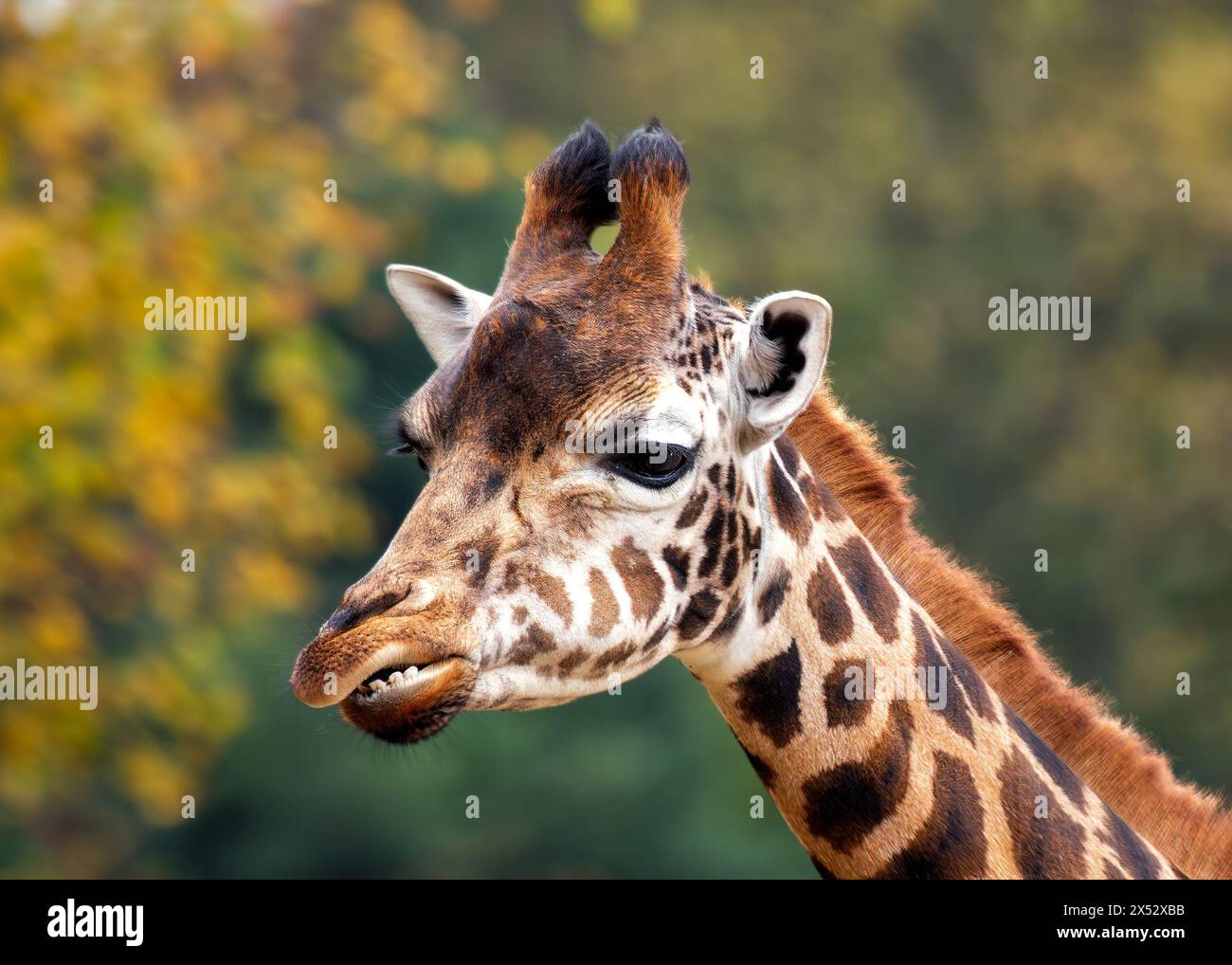 The tallest land animal, giraffes browse on leaves in African savannas ...