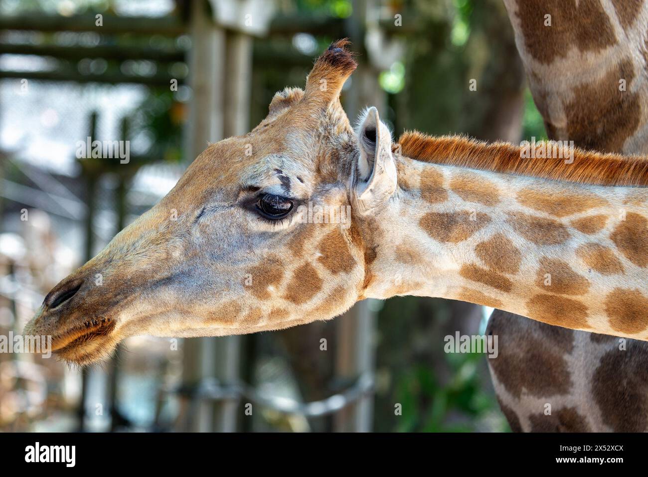 The tallest land animal, giraffes browse on leaves in African savannas ...