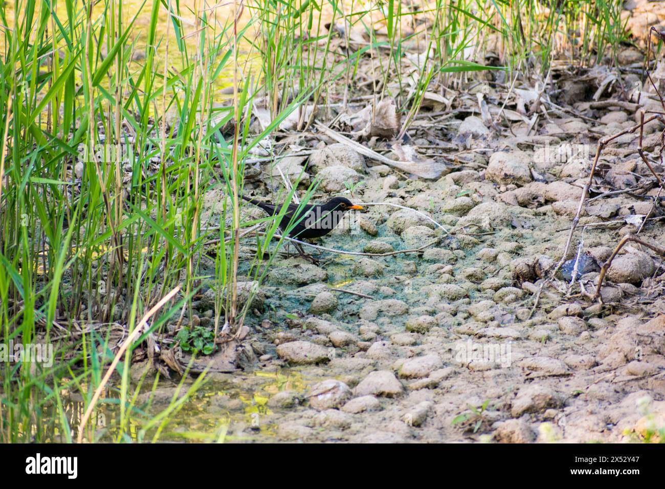 aves libres en sus entornos Stock Photo - Alamy