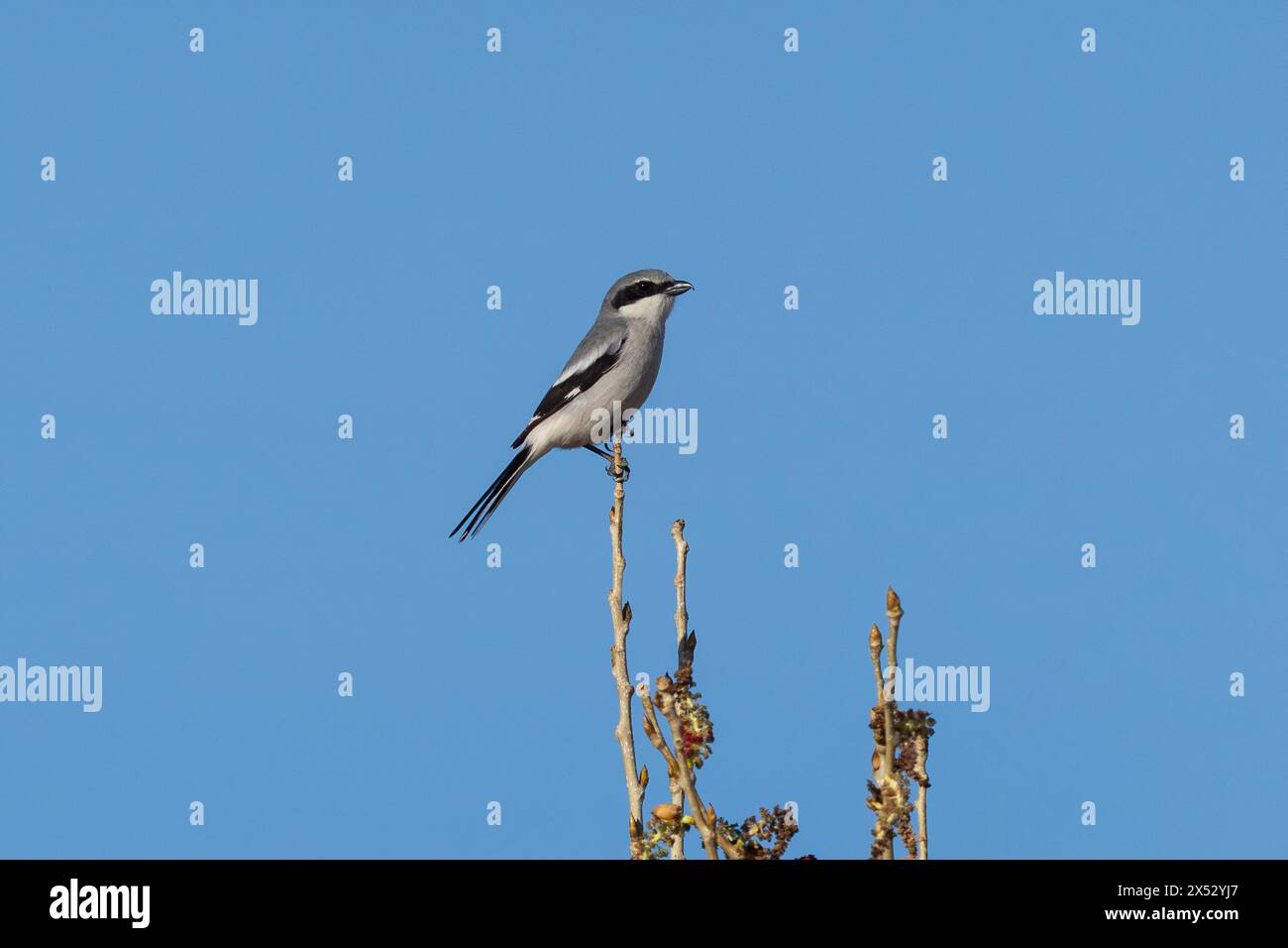 A Loggerhead Shrike stands in side profile atop a budding upright ...