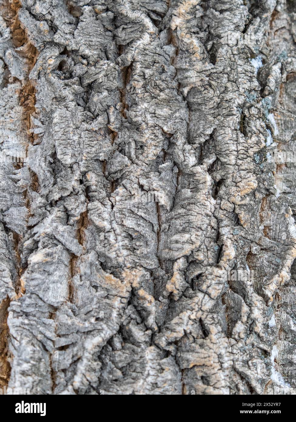 Cork oak tree bark texture. Old Tree bark texture. Natural background ...