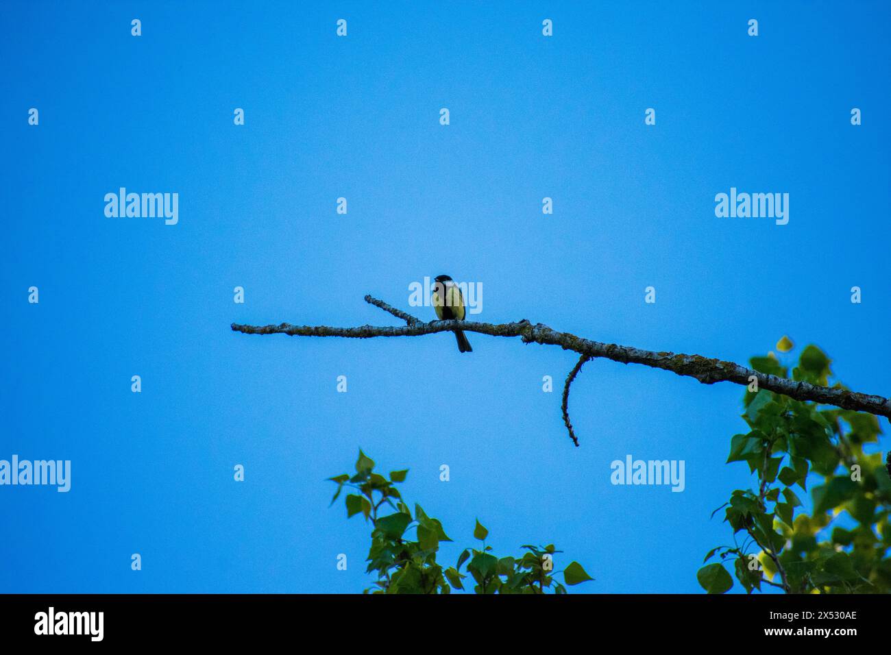aves libres en sus entornos Stock Photo - Alamy