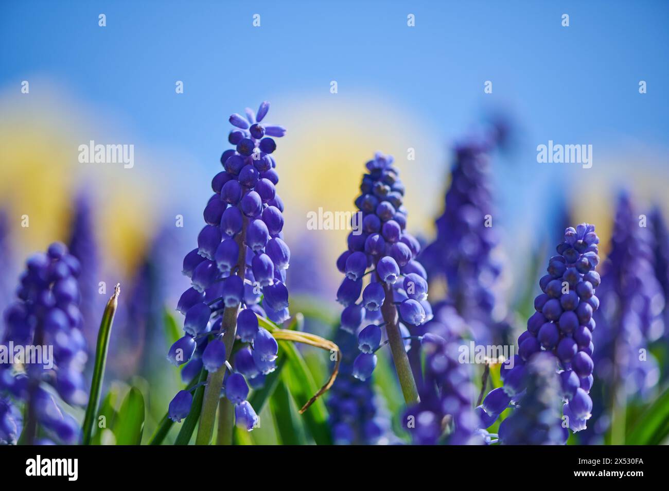 May flowers in bloom Stock Photo - Alamy
