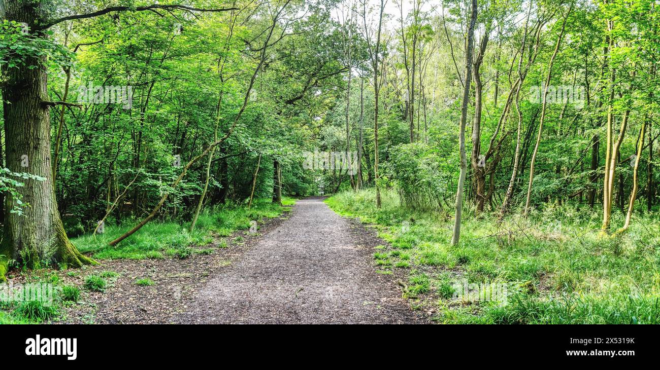 View of path passing through forest. Forest trail scene. Woodland path ...