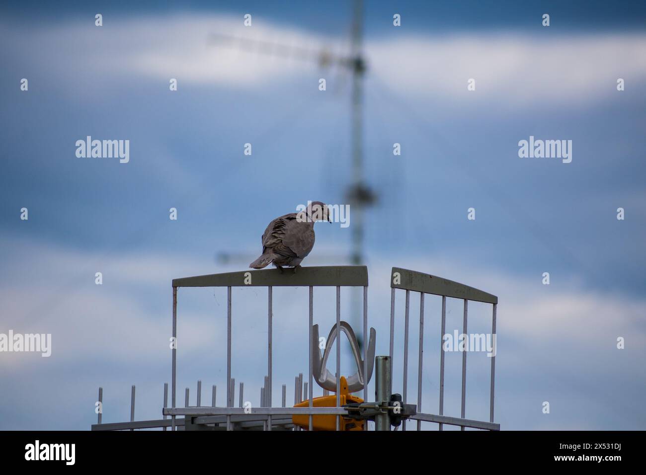 aves libres en sus entornos Stock Photo - Alamy