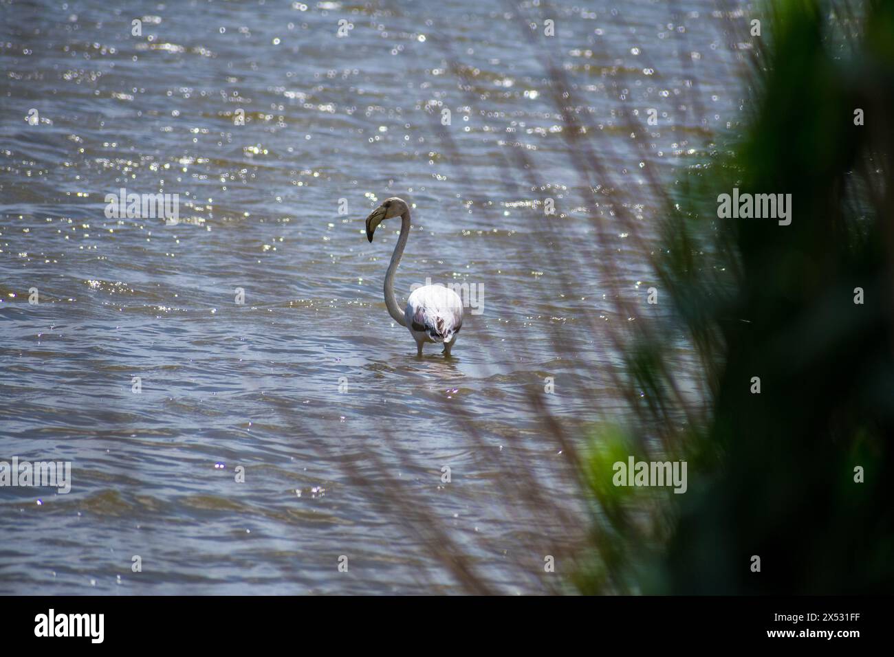 aves libres en sus entornos Stock Photo - Alamy