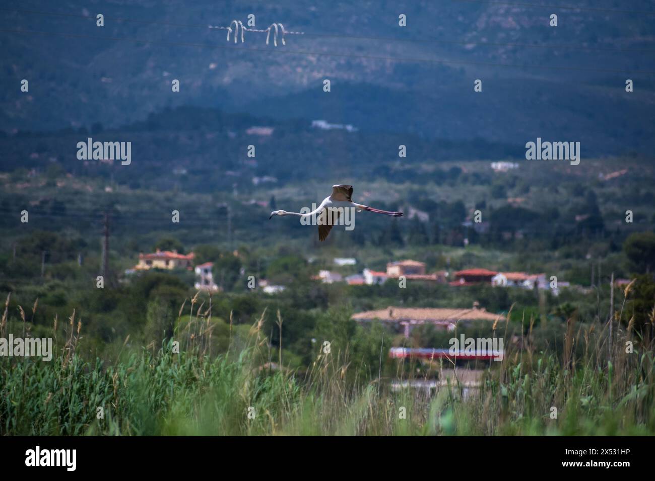 aves libres en sus entornos Stock Photo - Alamy