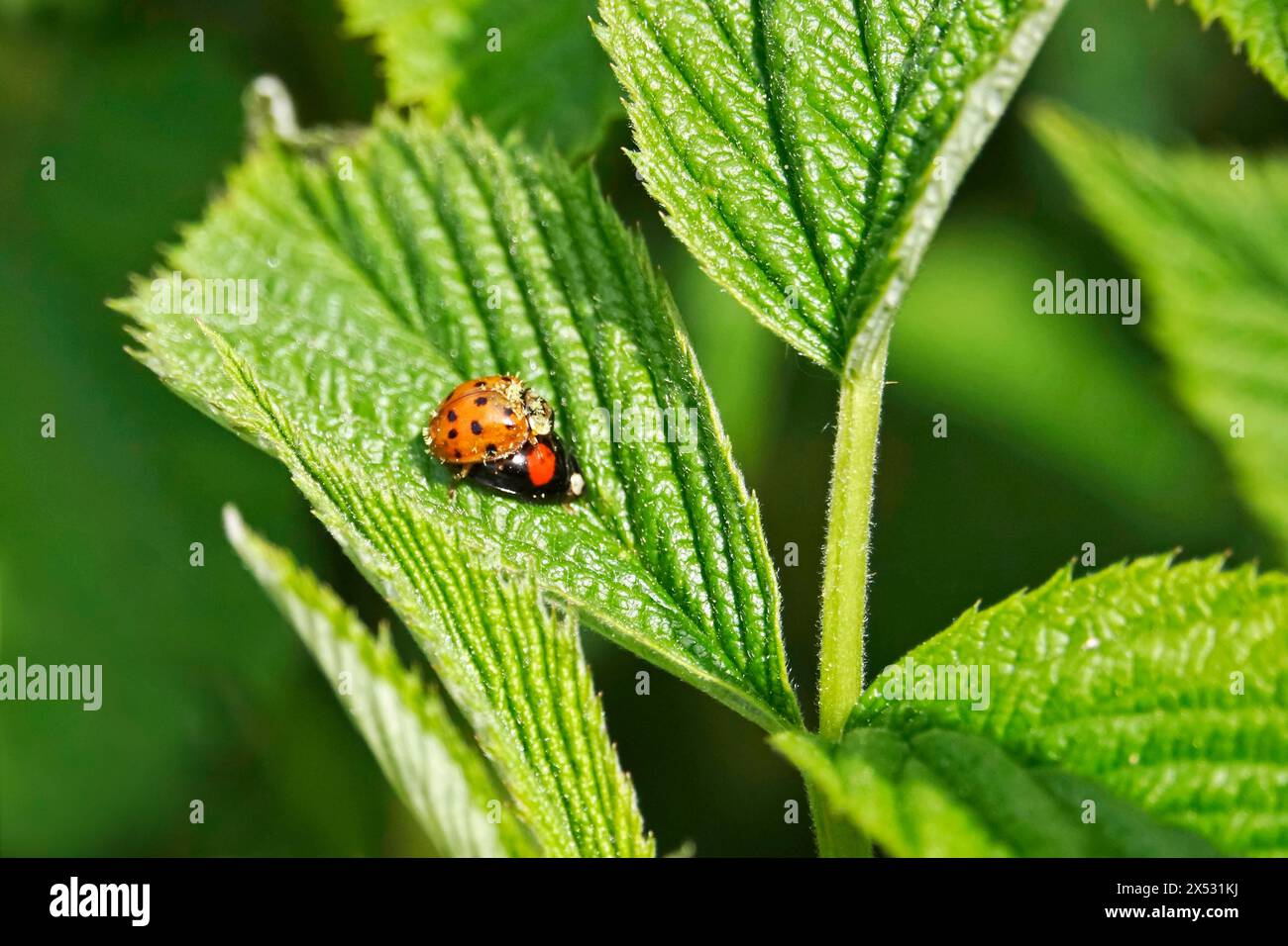 Ladybird, spring, Germany Stock Photo - Alamy