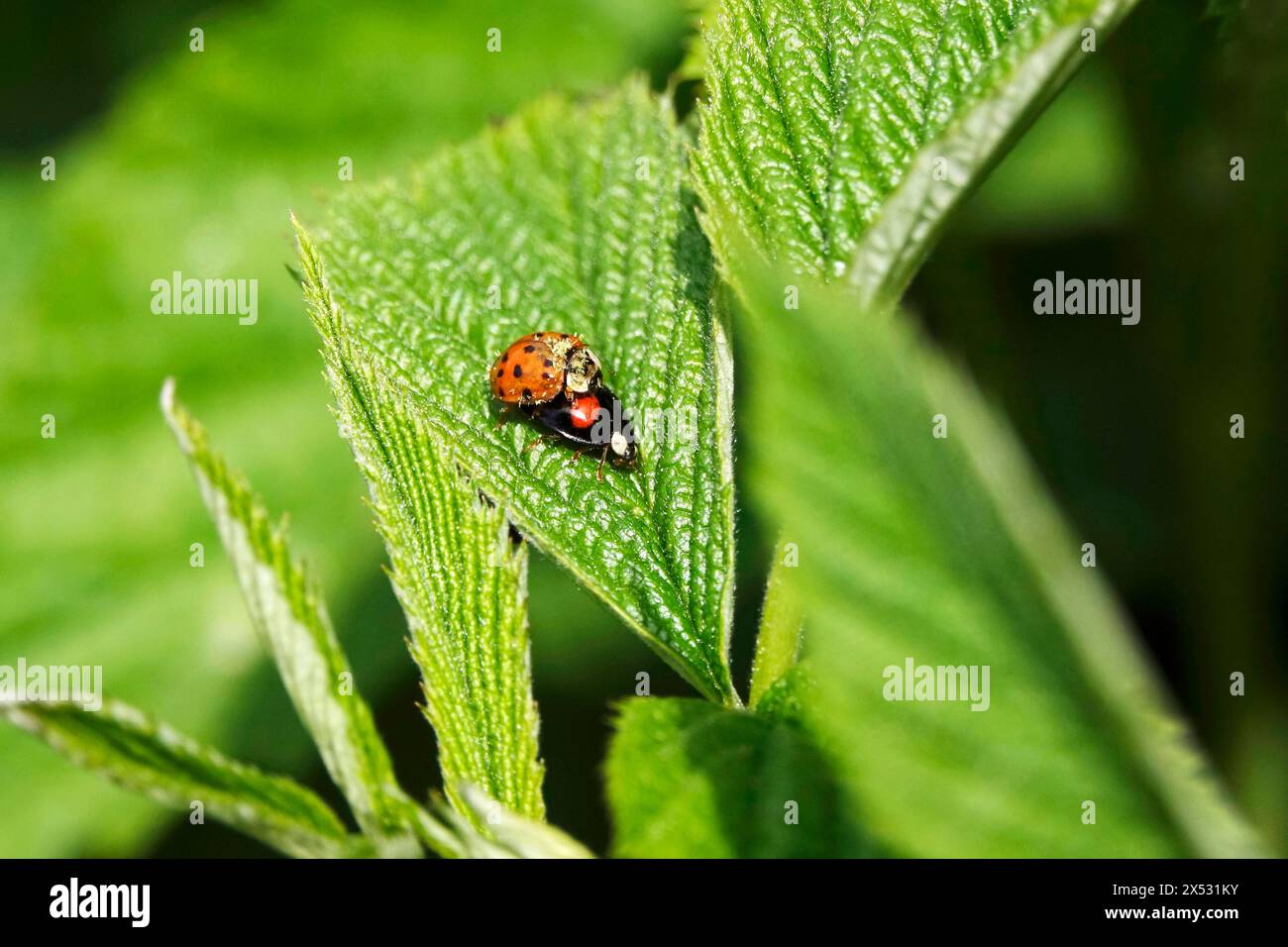 Ladybird, spring, Germany Stock Photo - Alamy