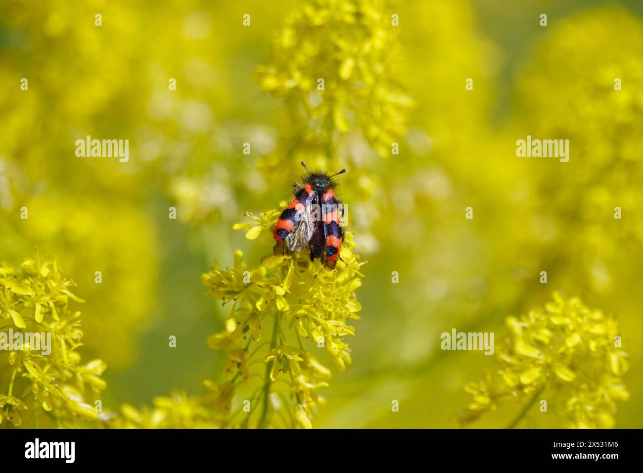 Shaggy bee hi-res stock photography and images - Alamy
