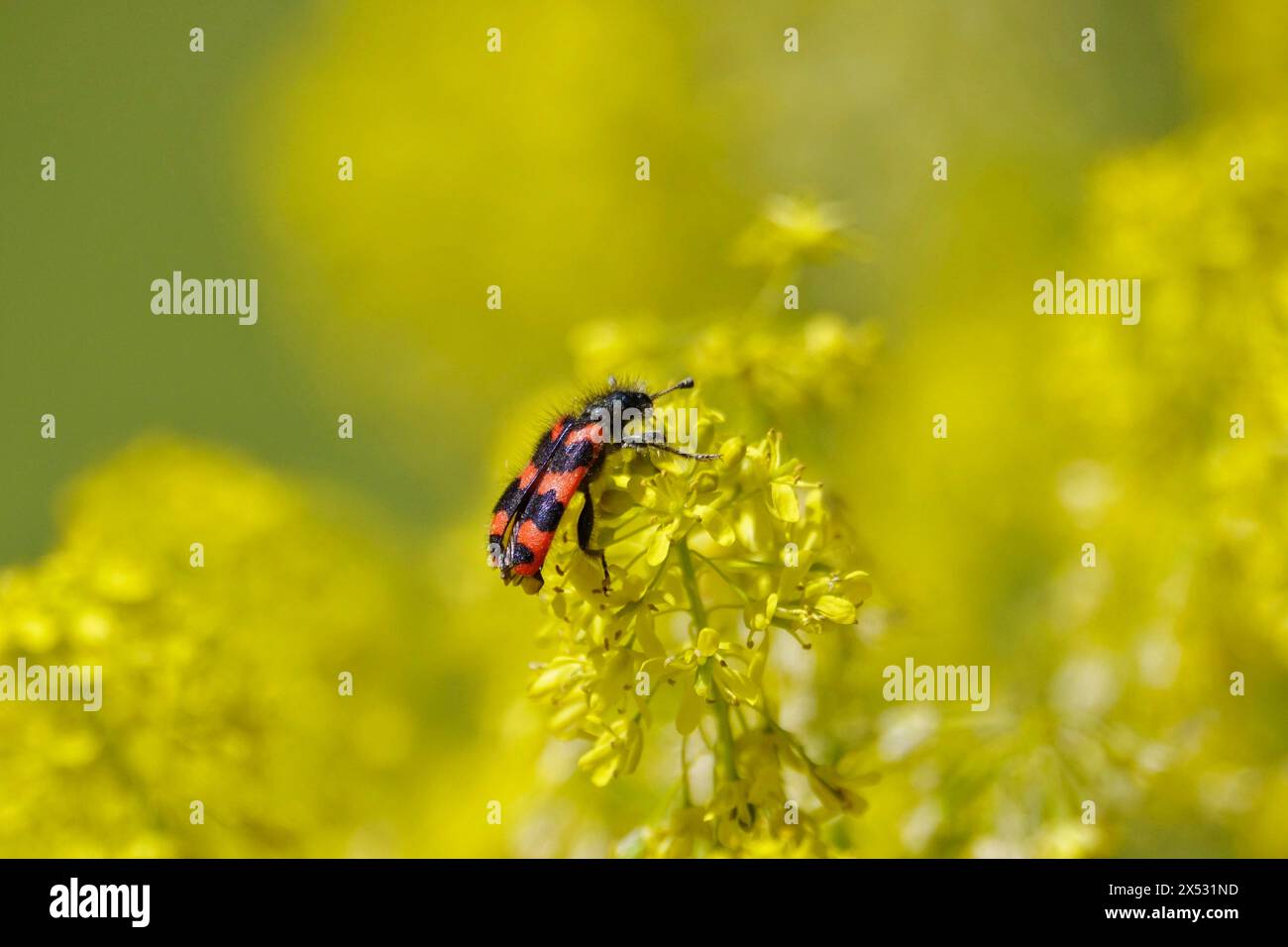 Shaggy bee beetle, spring, Germany Stock Photo - Alamy