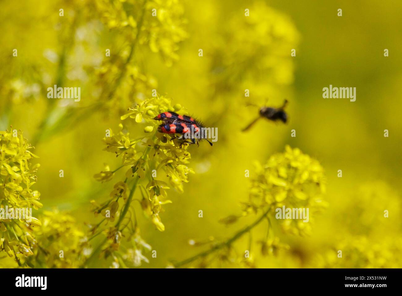 Shaggy bee beetle, spring, Germany Stock Photo - Alamy