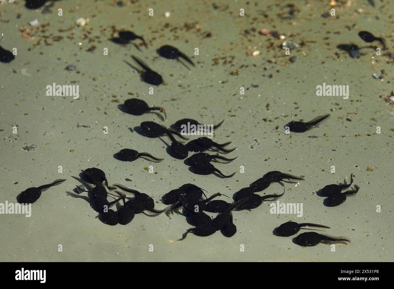 Tadpoles lake hi-res stock photography and images - Alamy