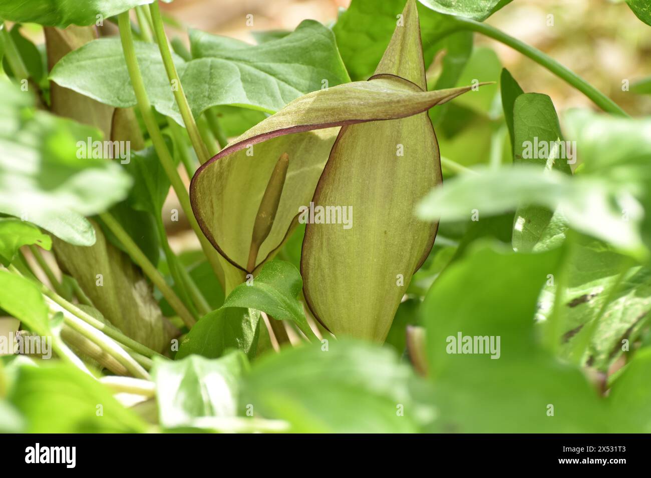 Leaves and flowers of the common arum (Arum maculatum) in the forest of ...