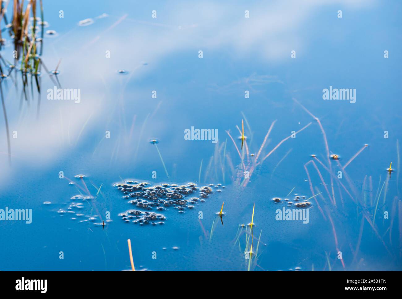Frog spawn of the Common frog (Rana temporaria), amphibian of the year ...