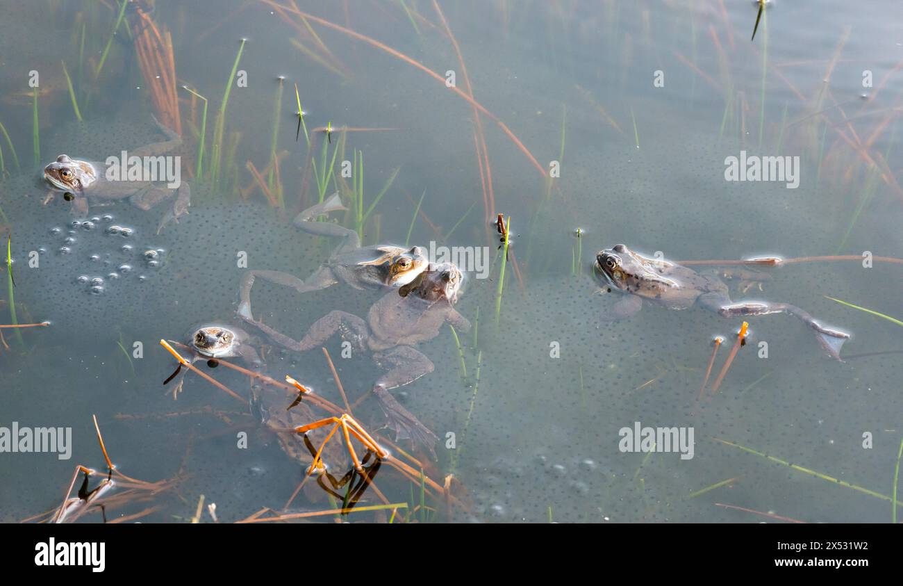 Common frog (Rana temporaria), amphibian of the year 2018, several ...