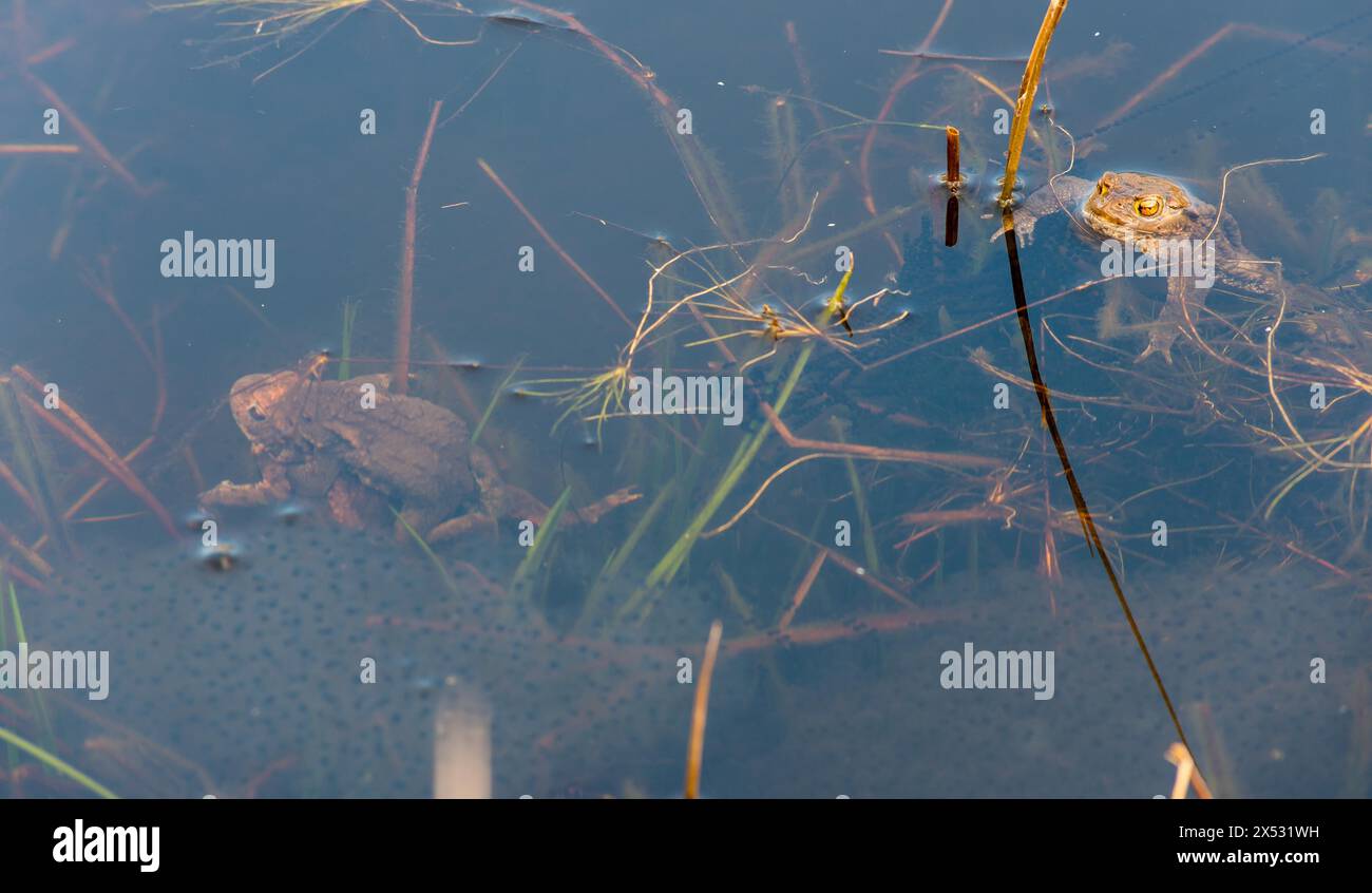 Two pairs of Common toads (Bufo bufo), male, female animals mating in ...